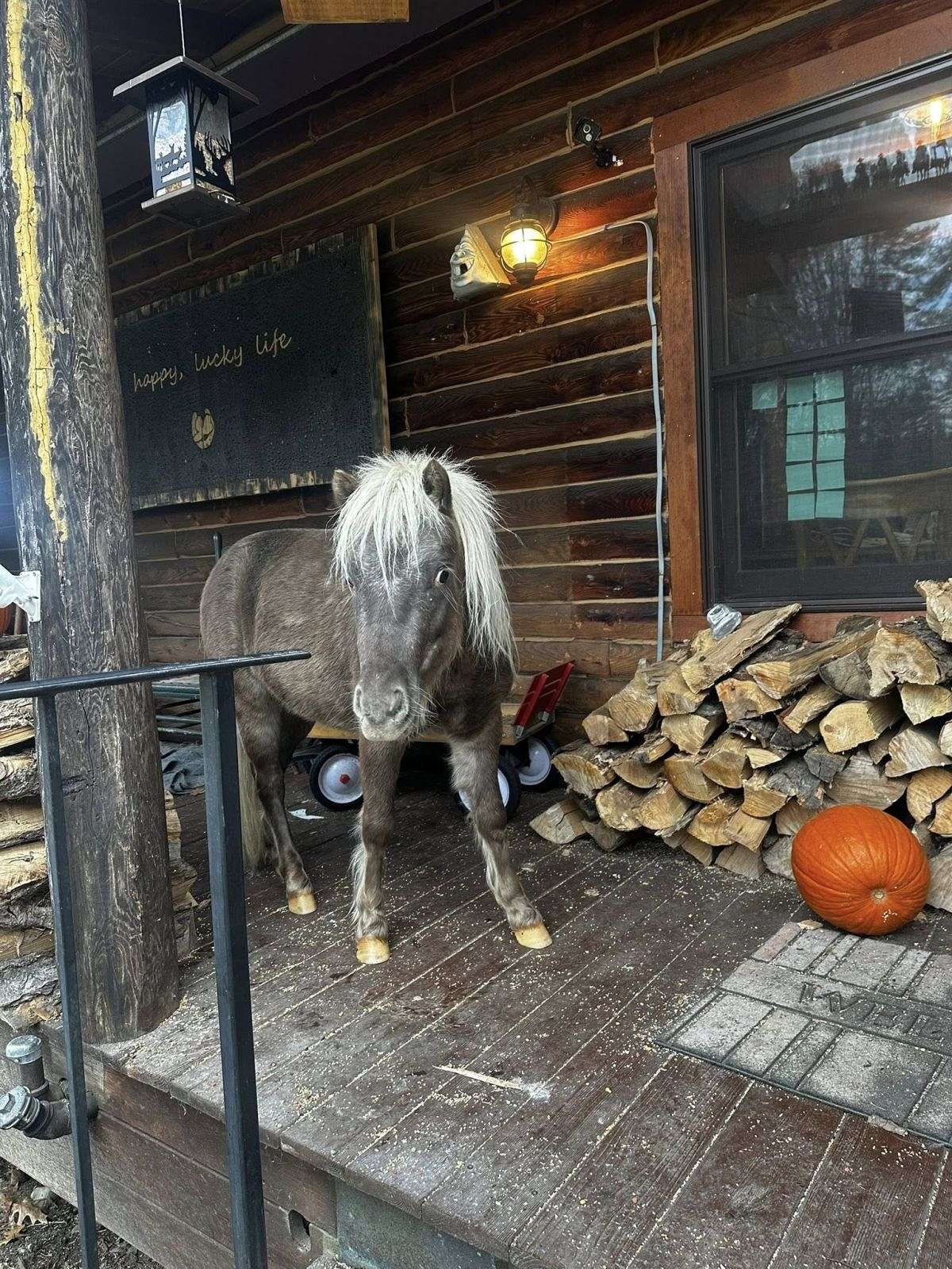 Mini Stallion