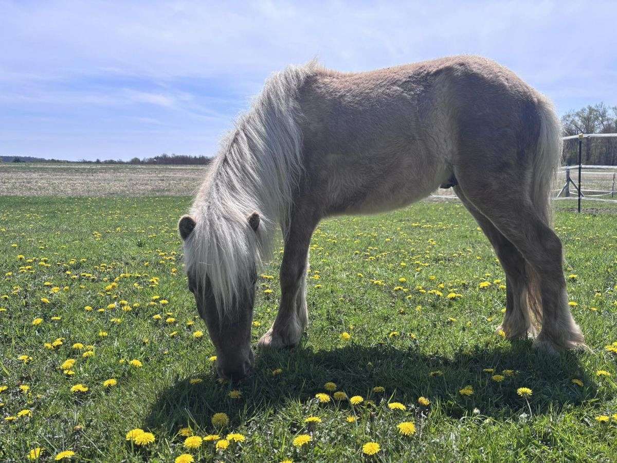 Mini Stallion