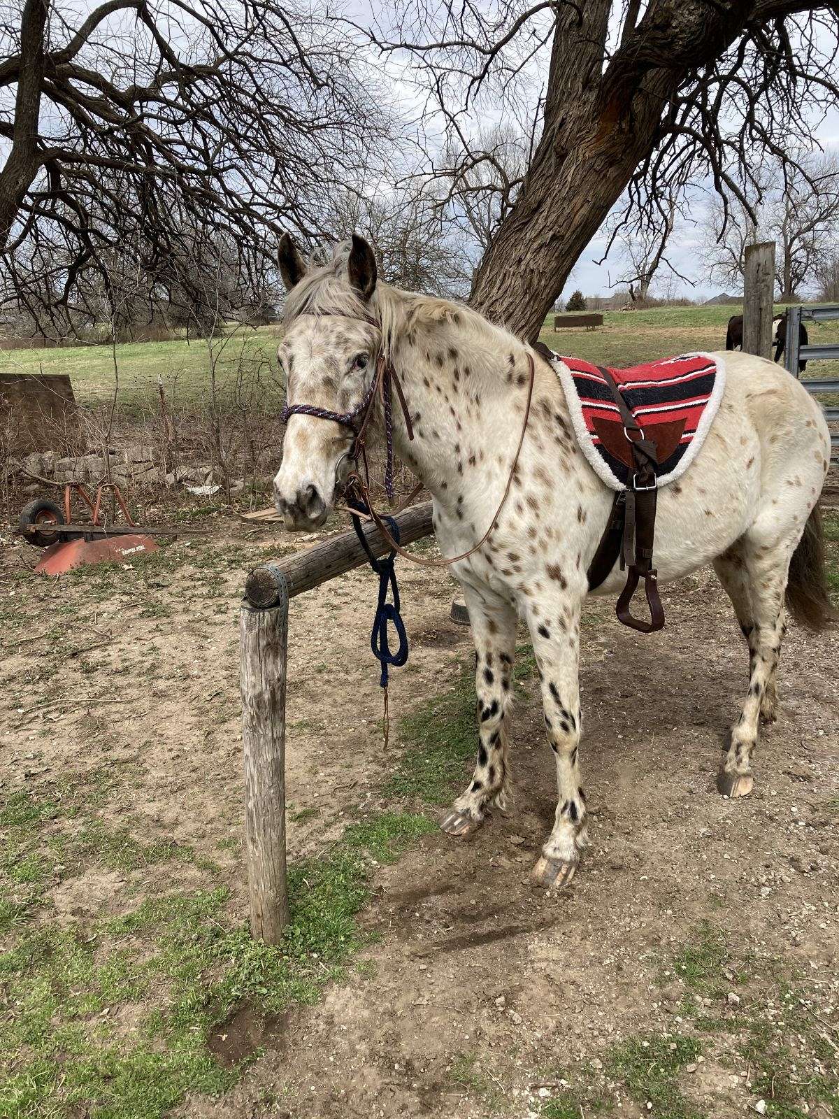 Bay Leopard Appaloosa Gelding