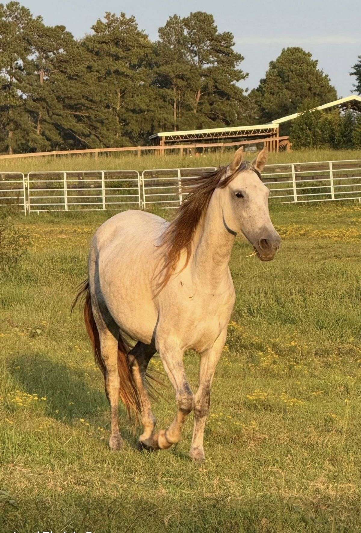 Gorgeous PRE Andalusian Mare