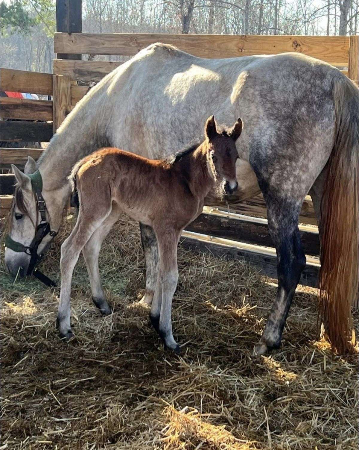 Gorgeous PRE Andalusian Mare