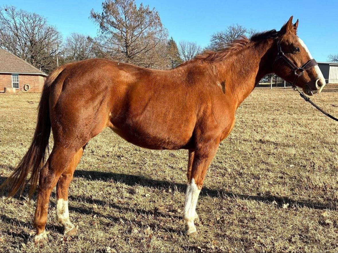 Fancy Broke Youth Mare