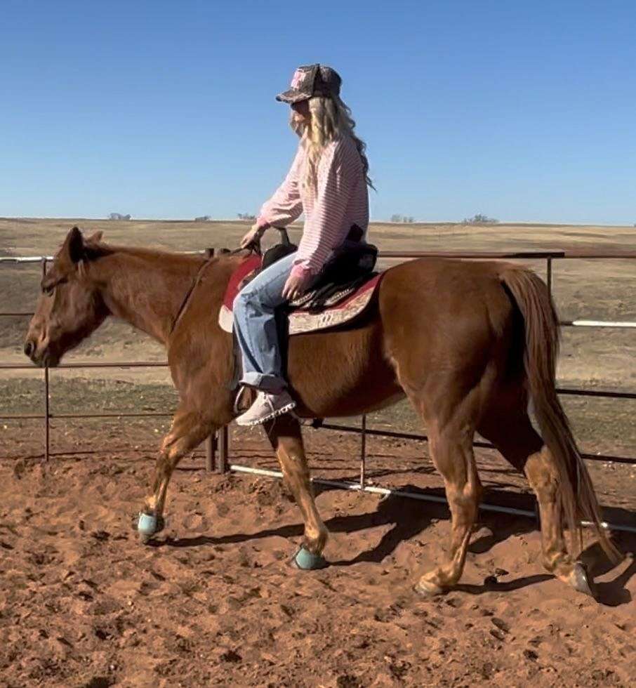 Fancy Rodeo/ All Around Gelding!