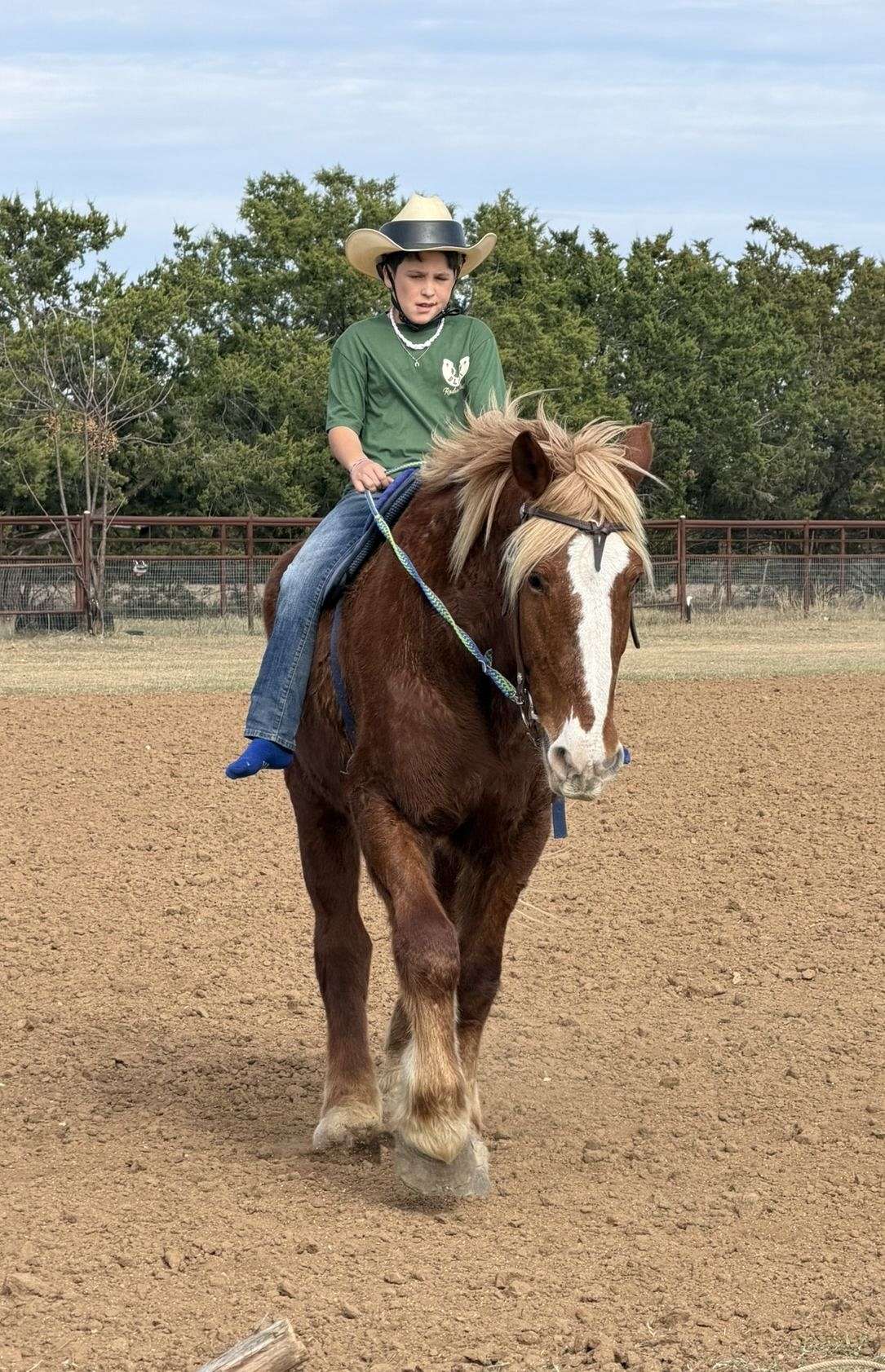 Video**Kid and Beginner Friendly 17.3 HH Belgian Mare