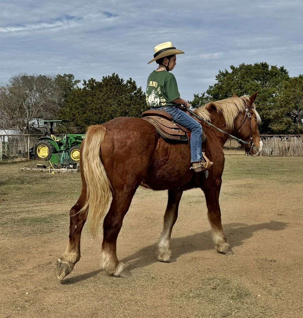 Video**Kid and Beginner Friendly 17.3 HH Belgian Mare