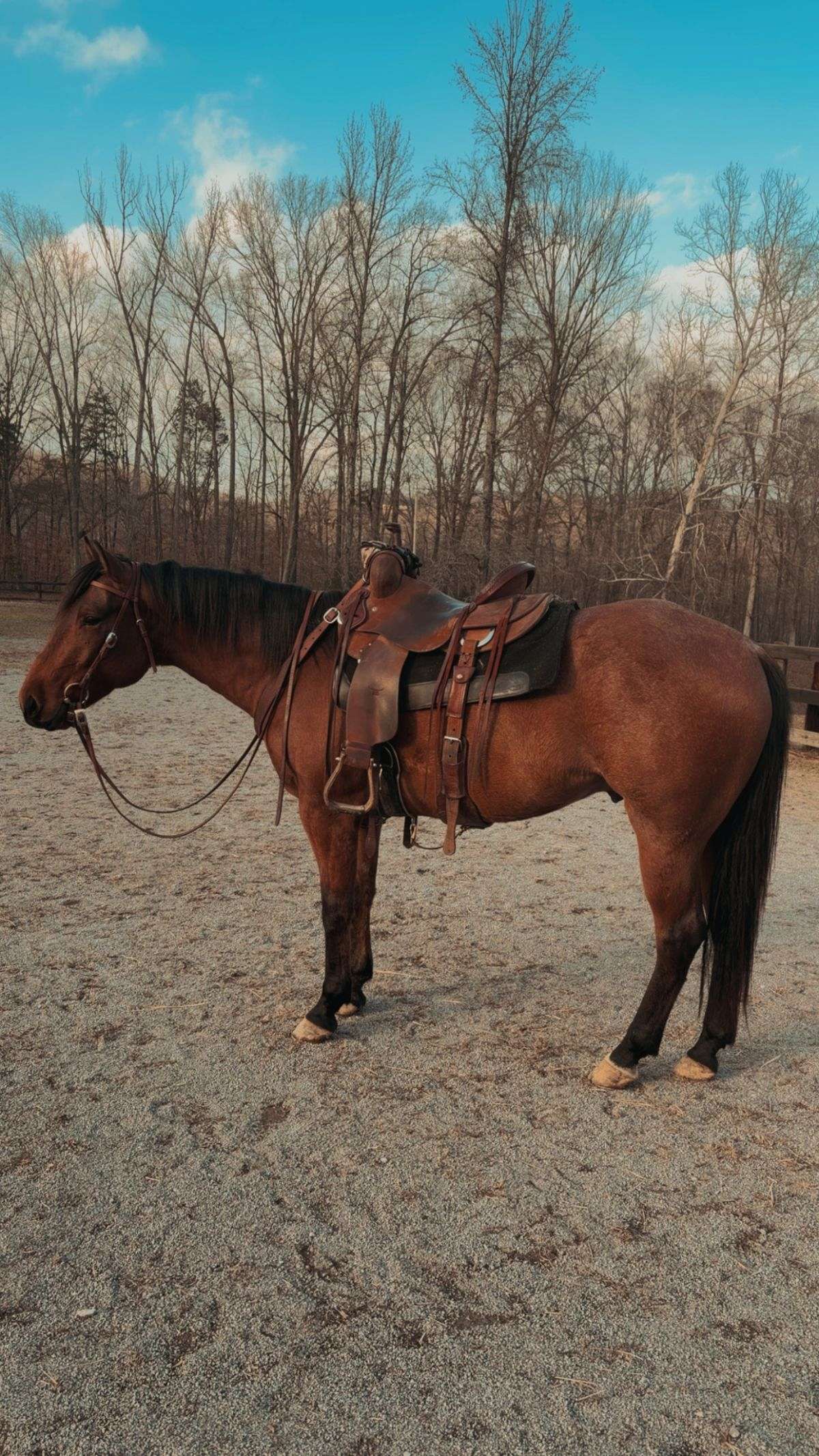 AQHA Bay Roan Ranch Gelding