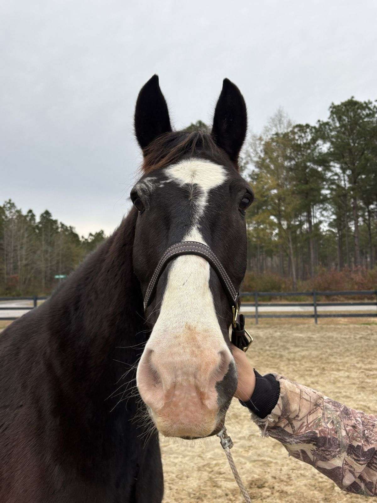 Percheron Dutch Gelding