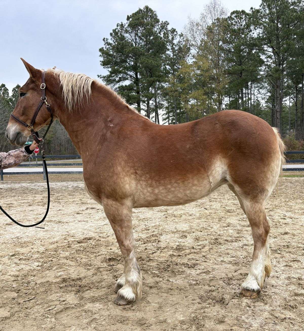 Registered Belgian Mare