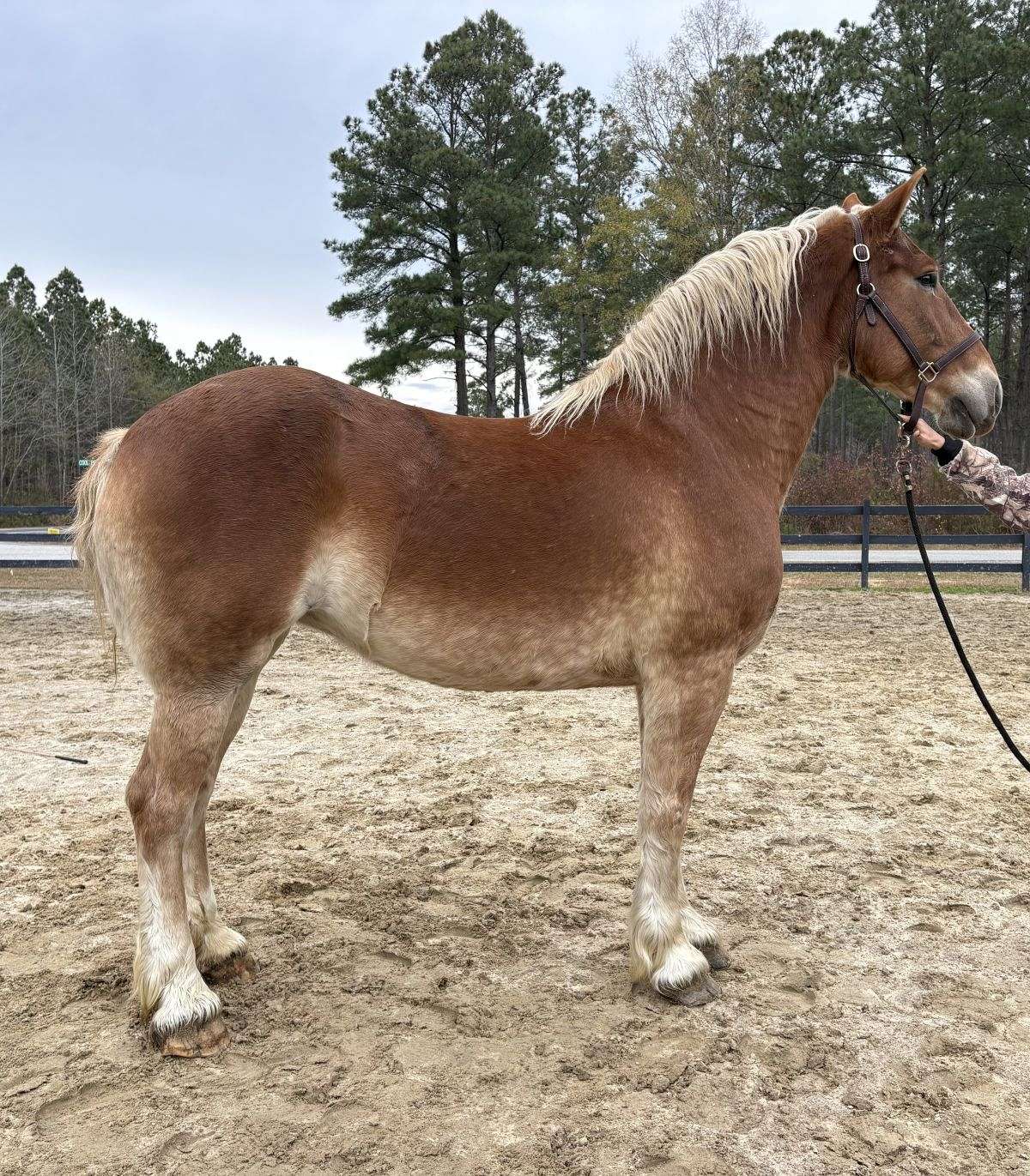 Registered Belgian Mare
