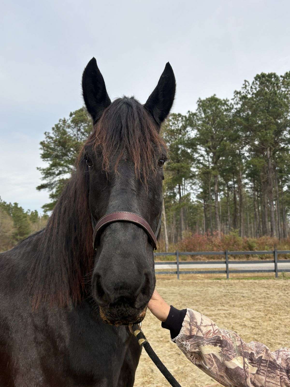 Friesian Percheron Gelding