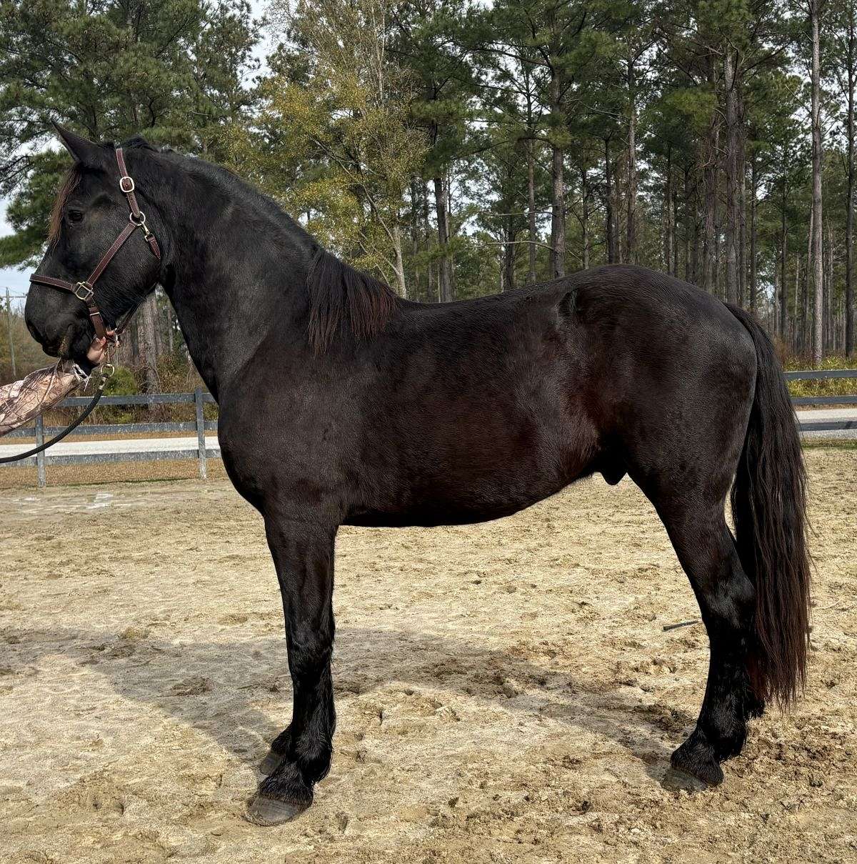 Friesian Percheron Gelding
