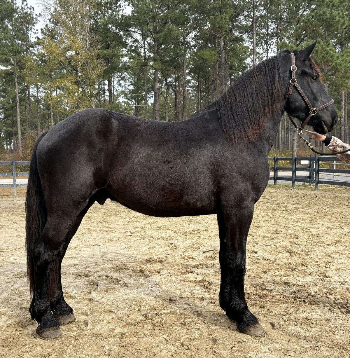 Friesian Percheron Gelding