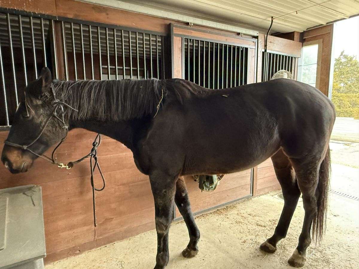 9yo OTTB for Lease