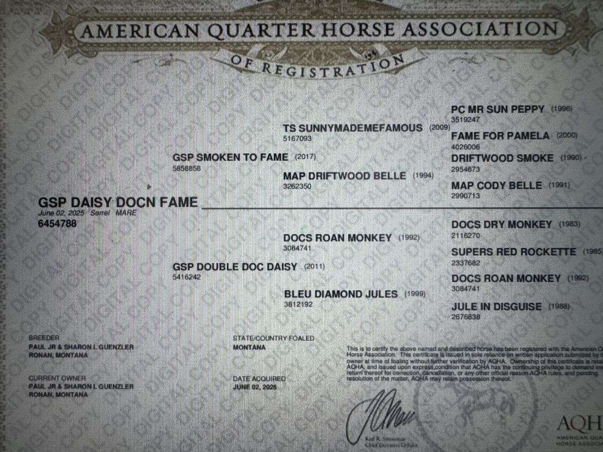 Phenomenal All Around Prospect. Rope, Barrels, Ranch, Team Pen.