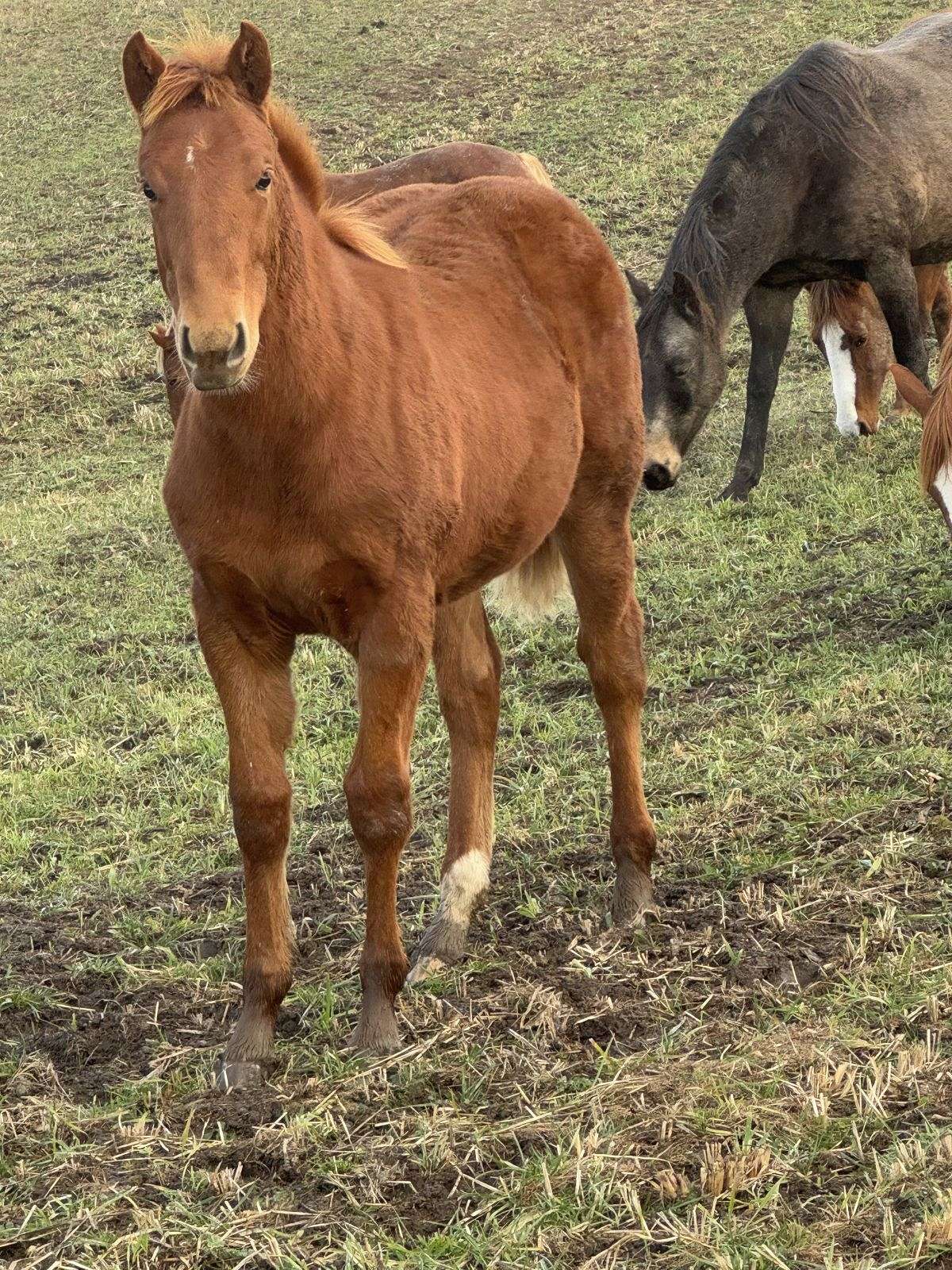 Phenomenal All Around Prospect. Rope, Barrels, Ranch, Team Pen.