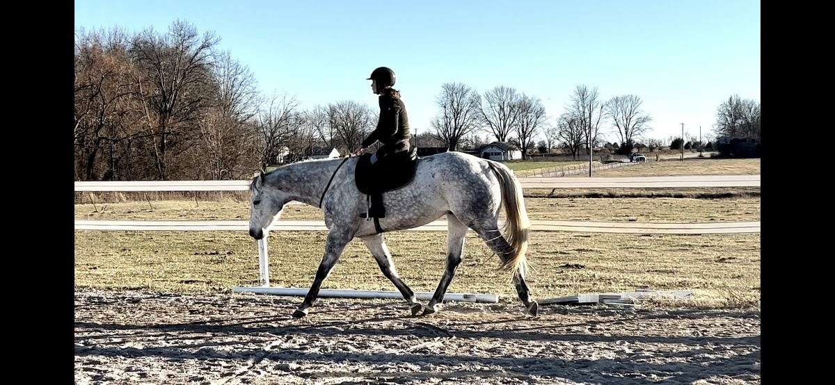 Unicorn OTTB Gelding