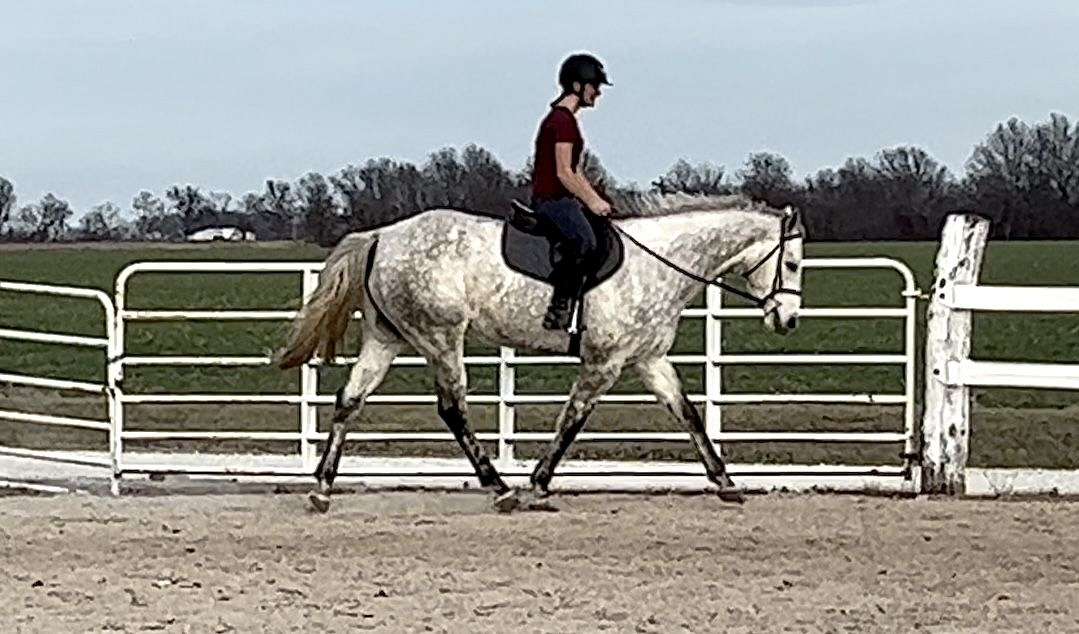 Unicorn OTTB Gelding
