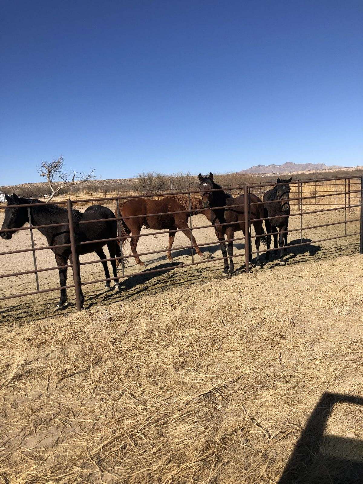 Young Thoroughbreds for Sale