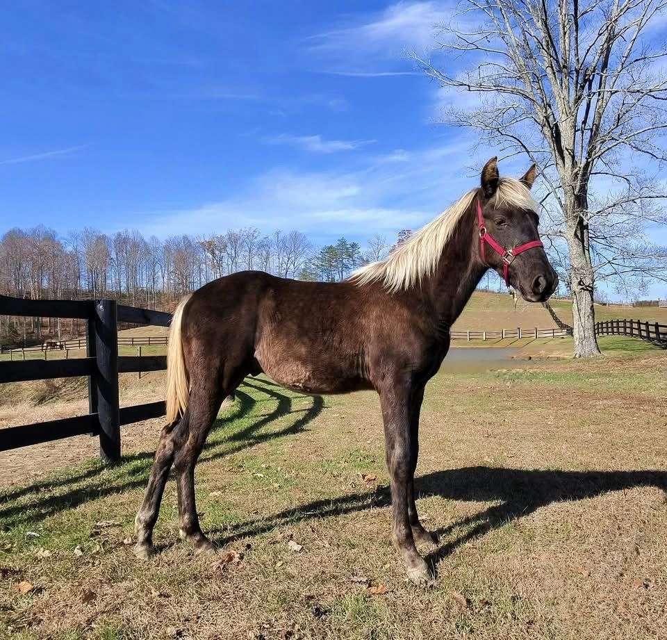 Well Bred Chocolate Yearling Colt