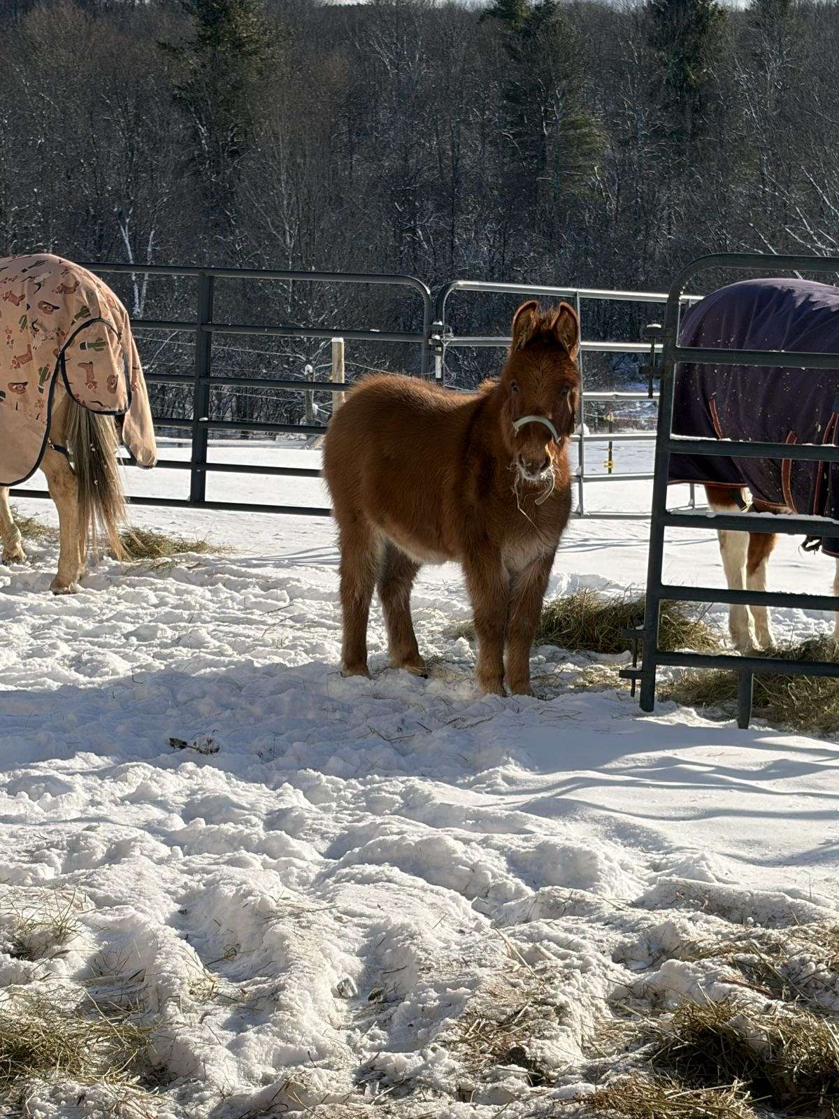 Adorable 9 Month Old Mini Mule for Sale