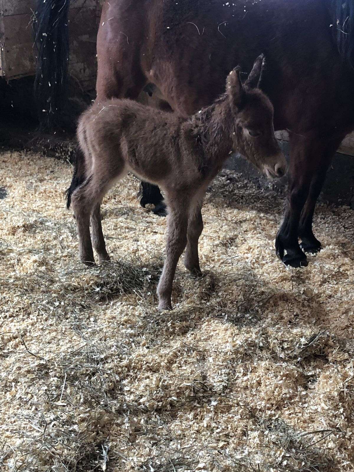 Adorable 9 Month Old Mini Mule for Sale