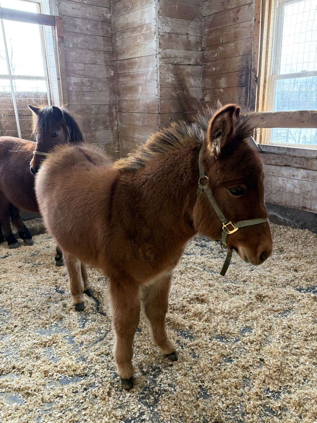 Adorable 9 Month Old Mini Mule for Sale