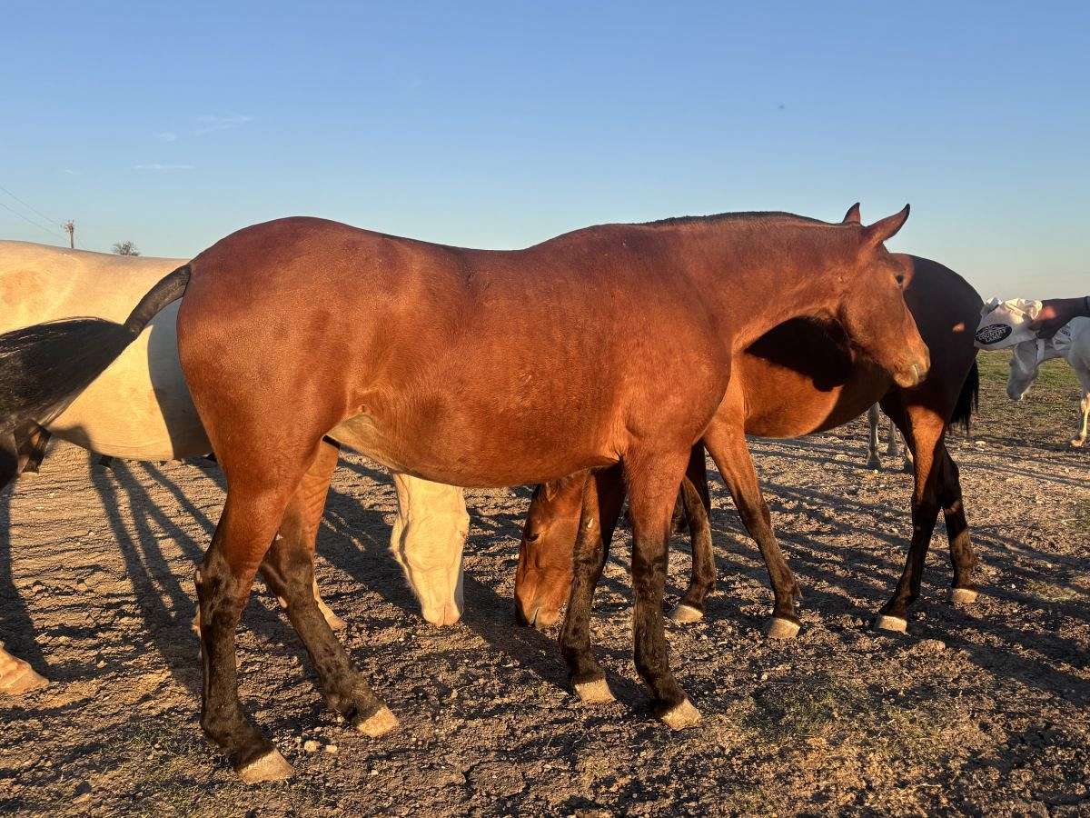 PRE Bay Pearl ANCCE Mare Infoal