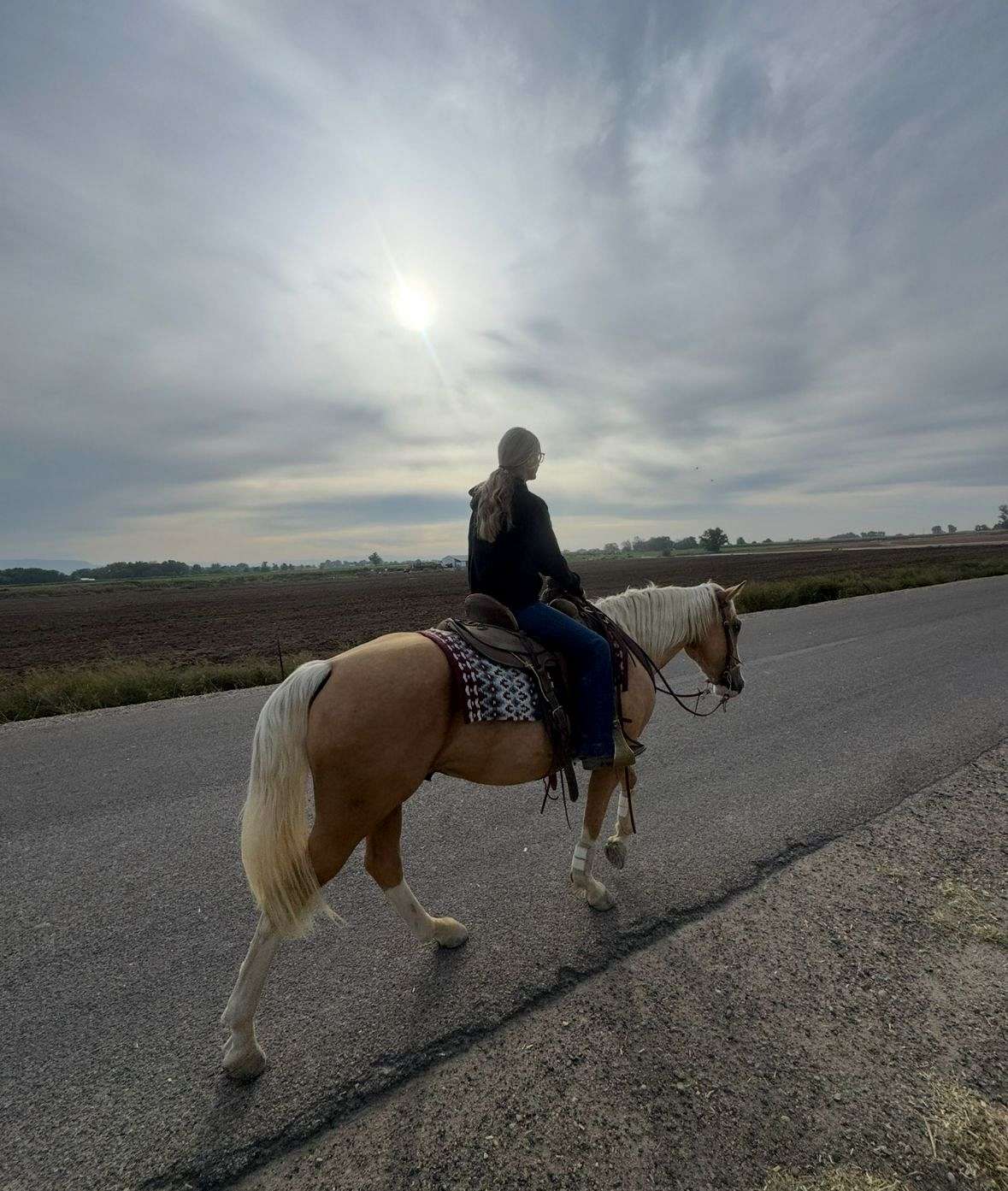 Flashy, Easy Going, Versatile Gelding