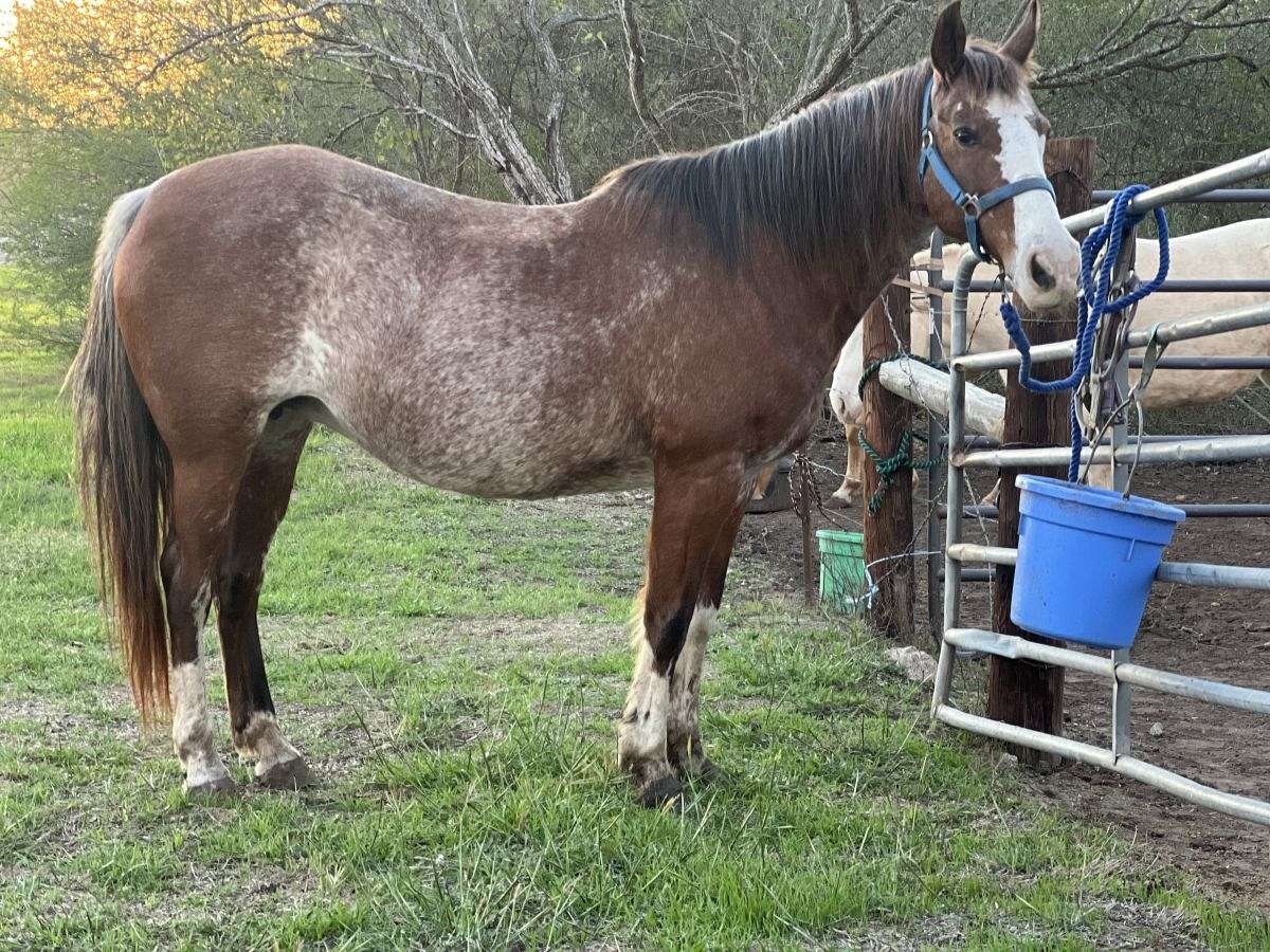 AQHA Docs Poison Antidote