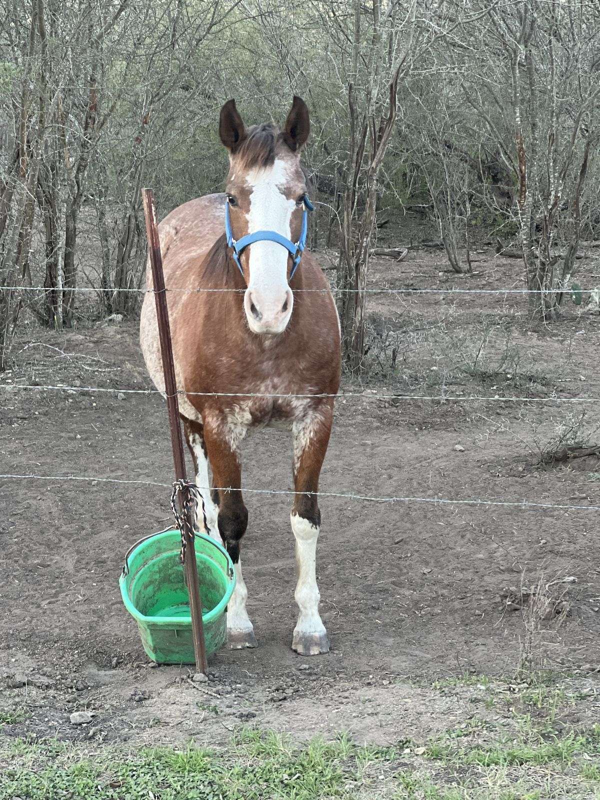 AQHA Docs Poison Antidote