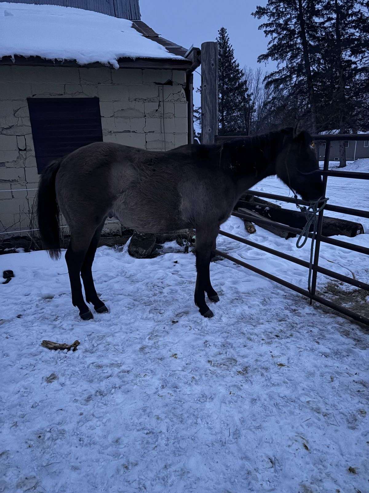 AQHA Grulla Colt