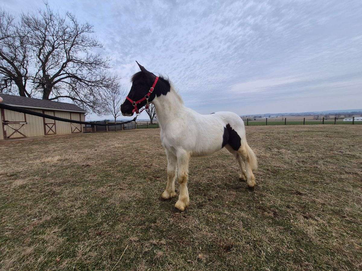 Gypsy, Vanner Cross