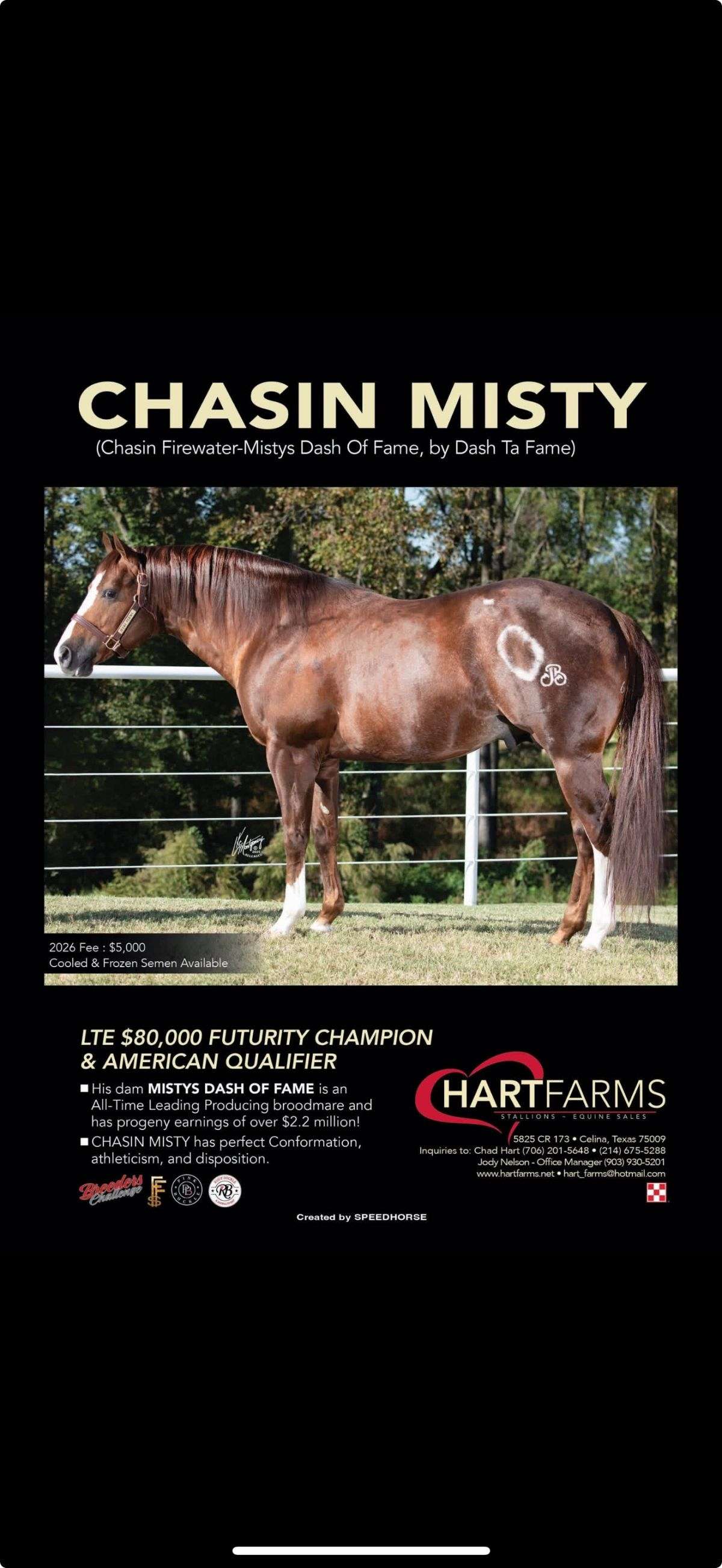 Super Nice Yearling Colt!