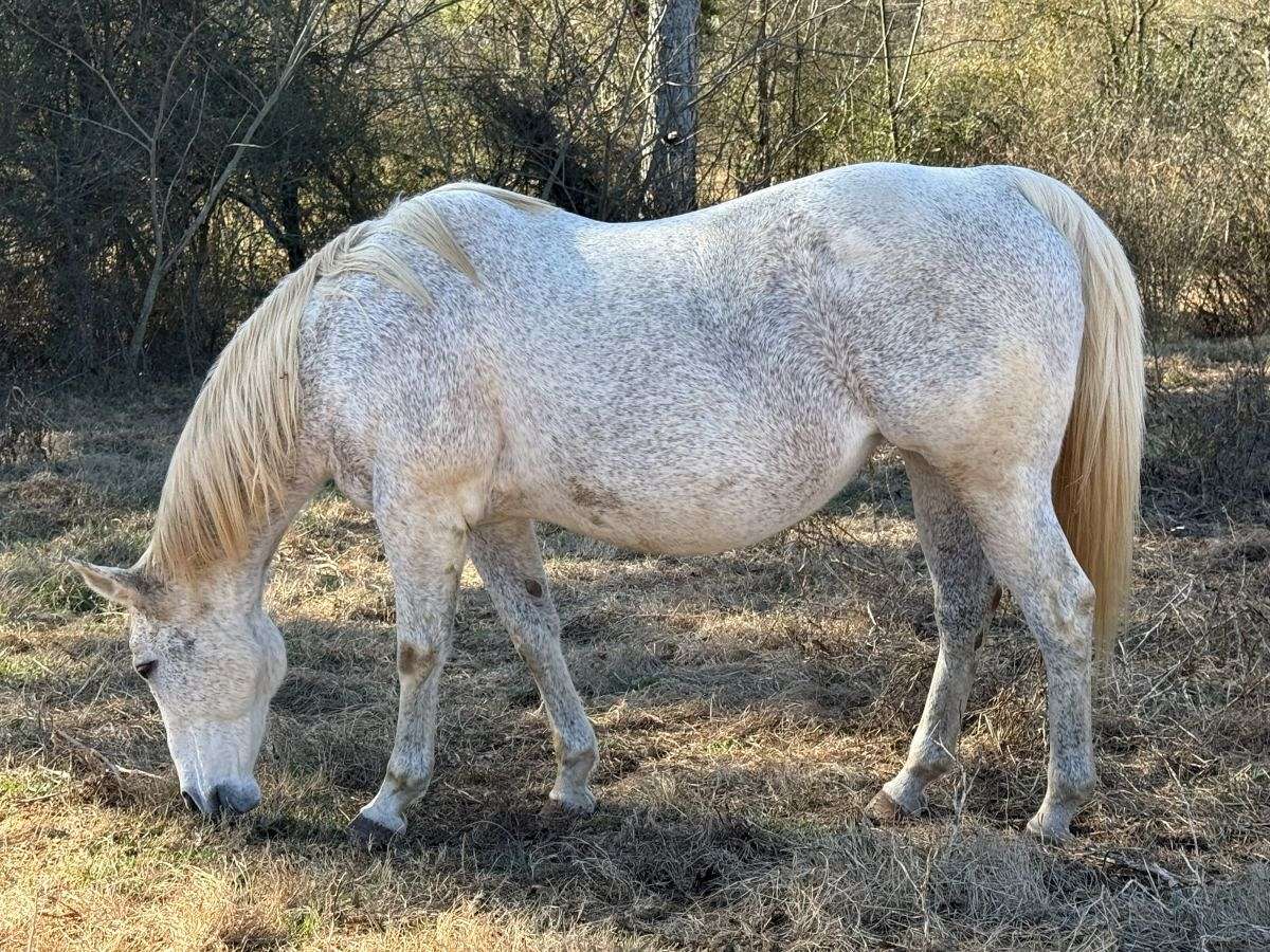 Super Nice Yearling Colt!