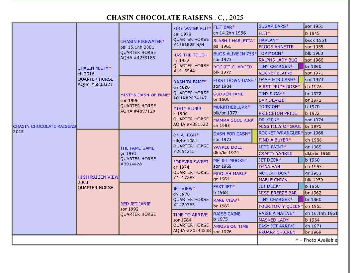 Super Nice Yearling Colt!