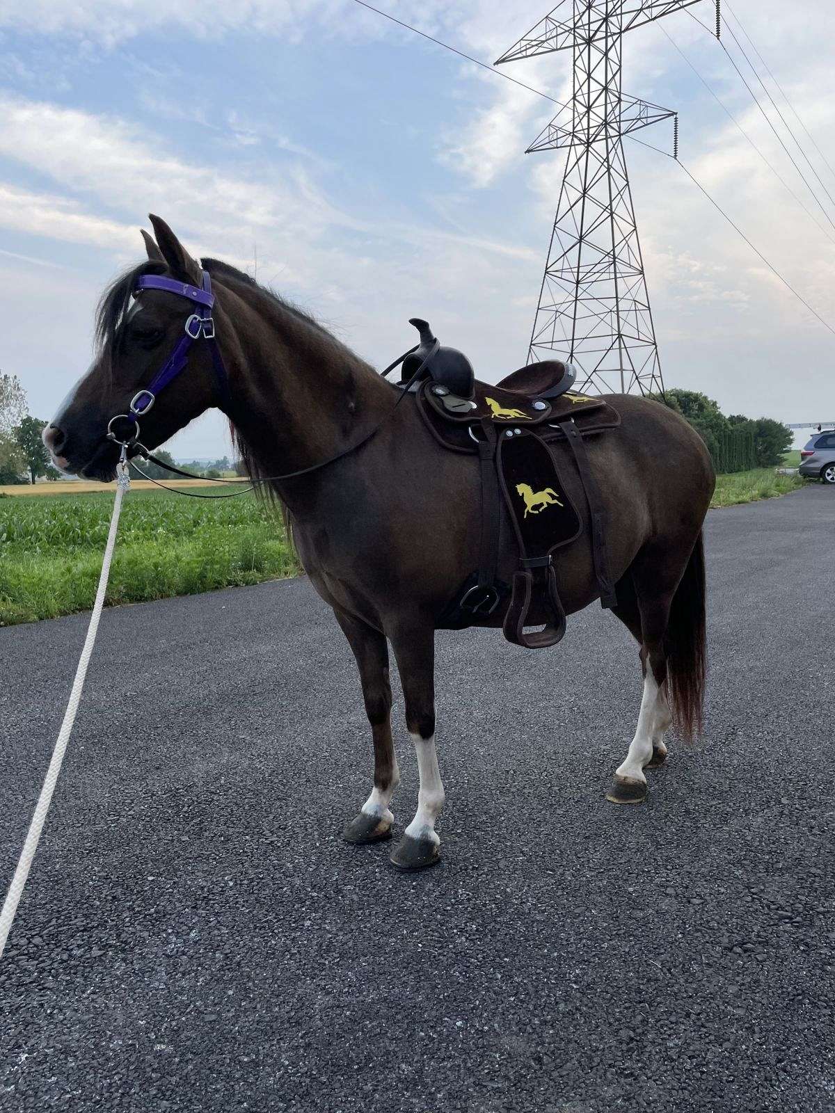 Pony Mare