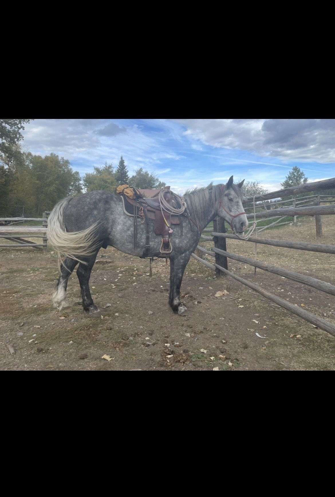 Gander Draft Cross Gelding