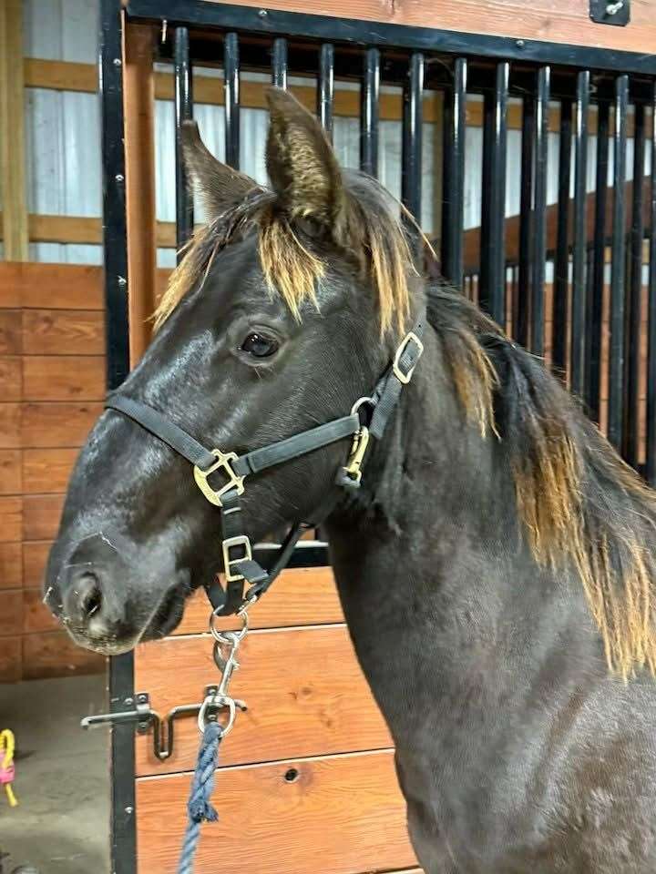 Well Bred Smokey Black Yearling Colt
