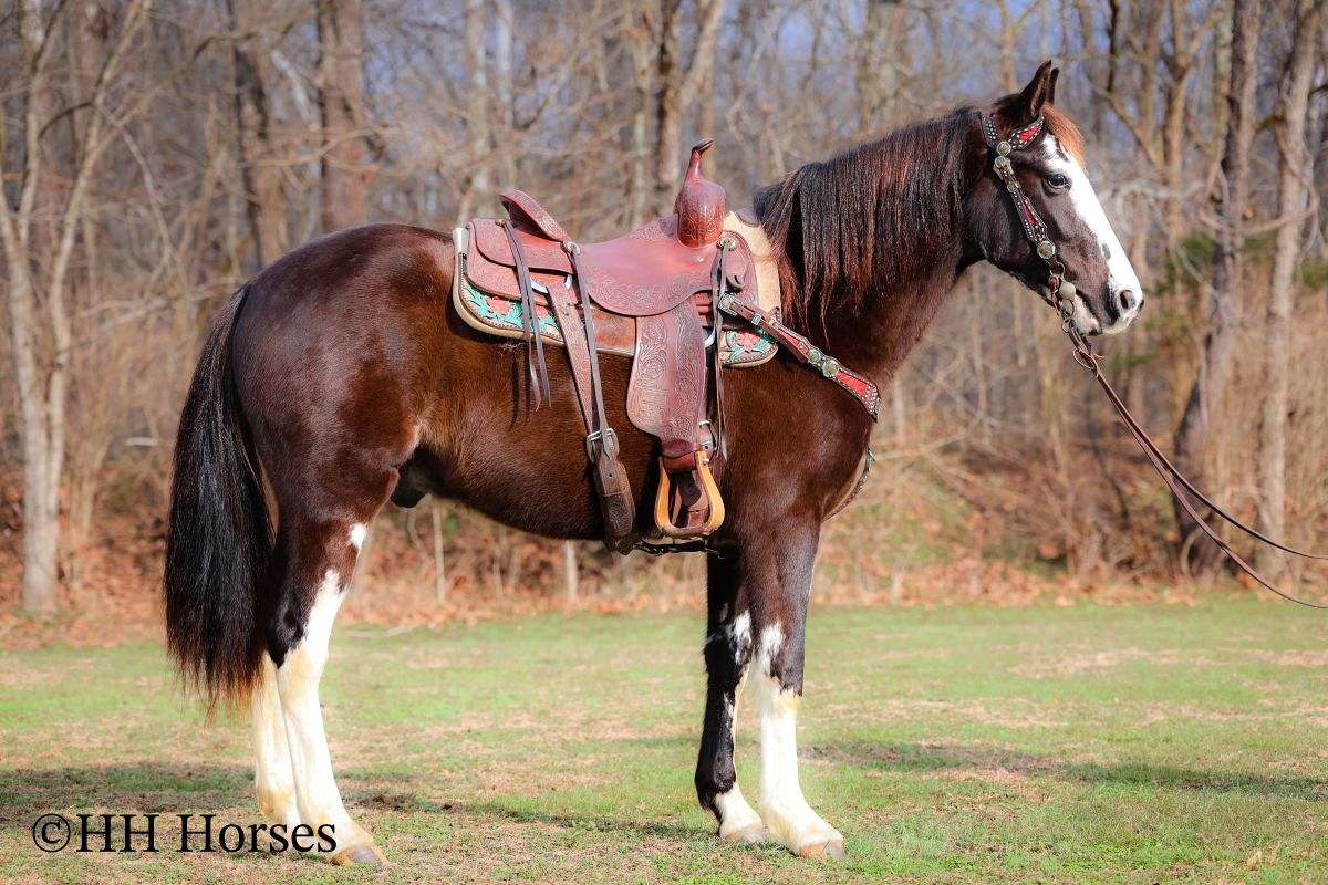 Super Smooth, Naturally Gaited Black & White Spotted Saddle Gelding, Gentle