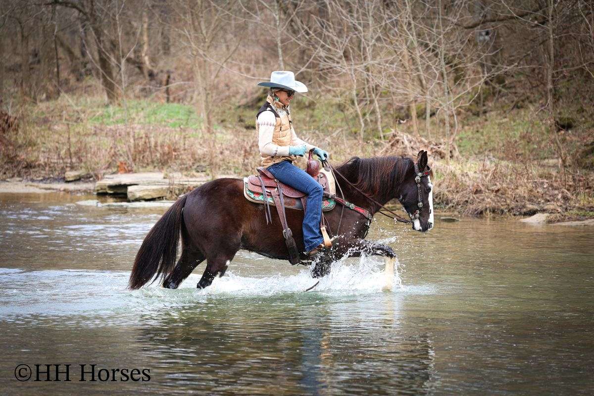 Super Smooth, Naturally Gaited Black & White Spotted Saddle Gelding, Gentle