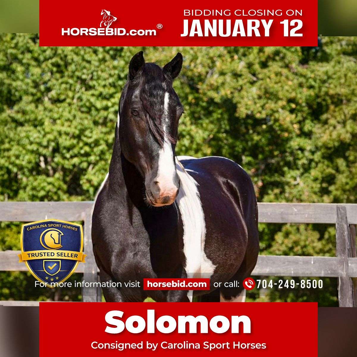 Solomon - a Once-in-a-Lifetime Partner 6 yo Piebald Friesian Draft Gelding!