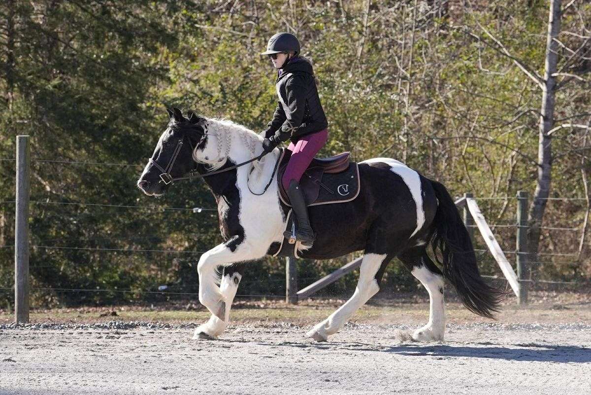 Solomon - a Once-in-a-Lifetime Partner 6 yo Piebald Friesian Draft Gelding!