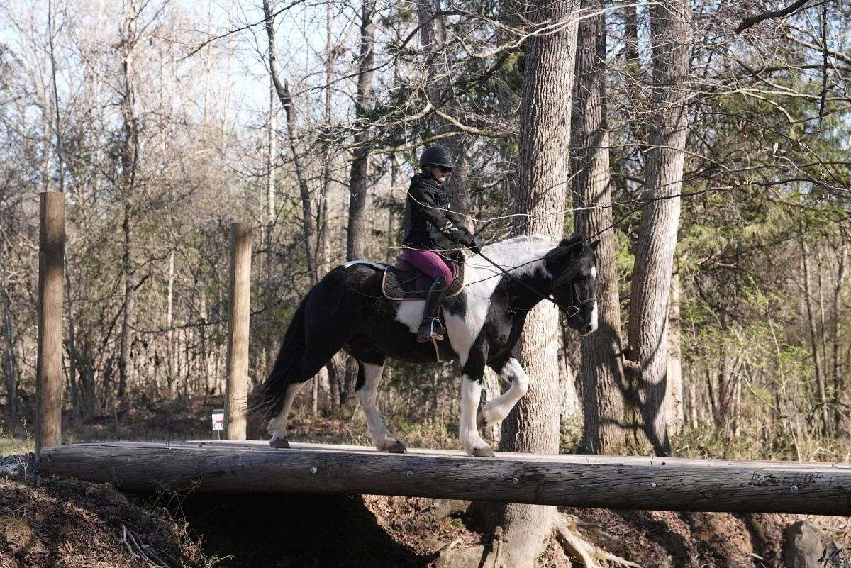 Solomon - a Once-in-a-Lifetime Partner 6 yo Piebald Friesian Draft Gelding!