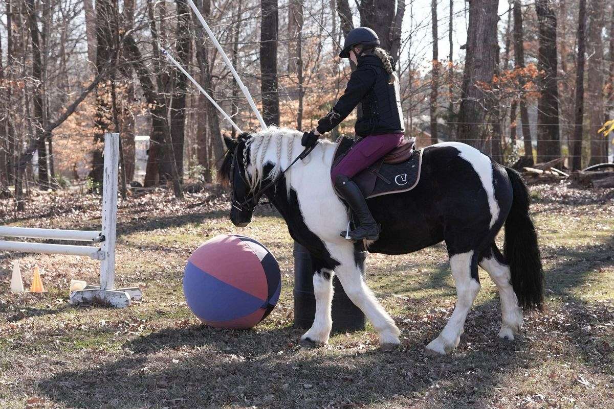 Solomon - a Once-in-a-Lifetime Partner 6 yo Piebald Friesian Draft Gelding!