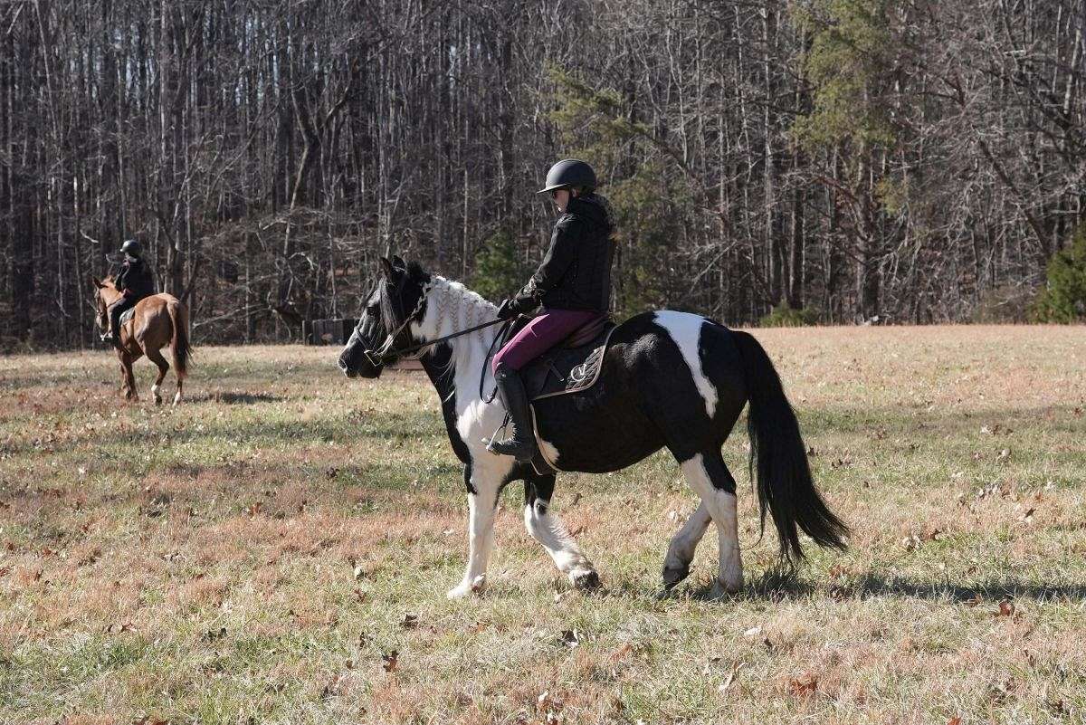 Solomon - a Once-in-a-Lifetime Partner 6 yo Piebald Friesian Draft Gelding!