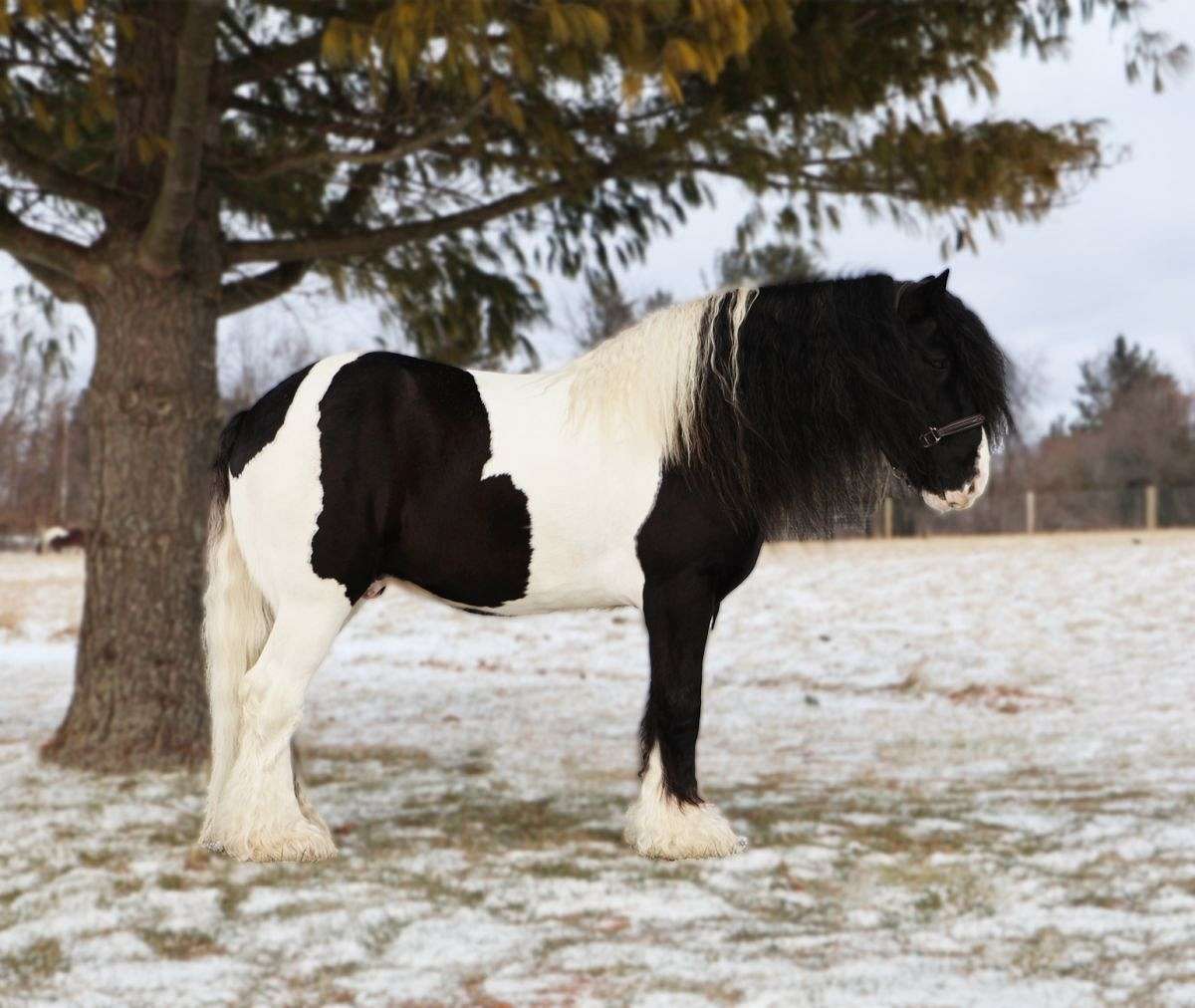 Pudge - Trustworthy All-Around Partner 10 yo Piebald Gypsy Vanner Gelding!