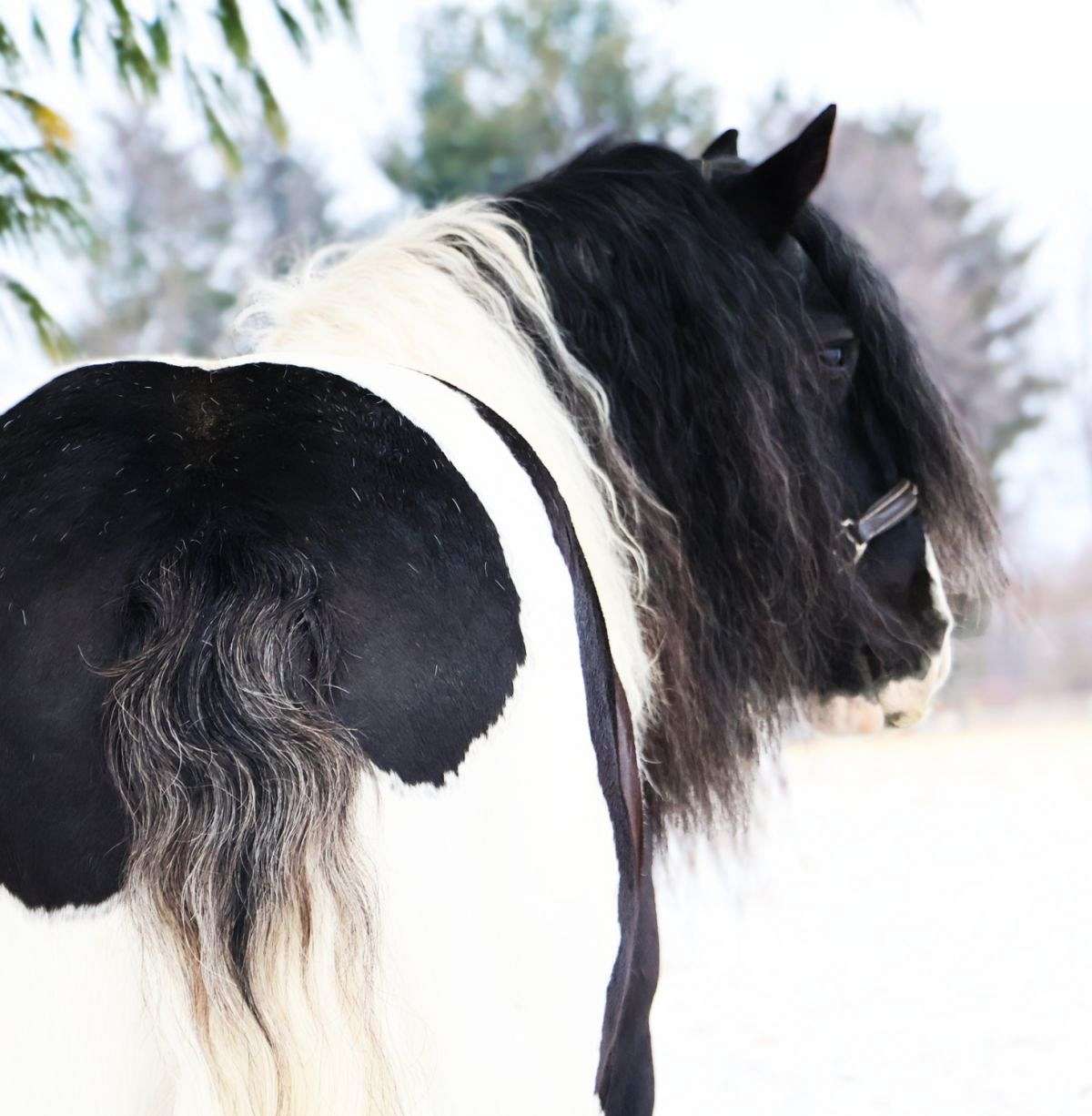 Pudge - Trustworthy All-Around Partner 10 yo Piebald Gypsy Vanner Gelding!