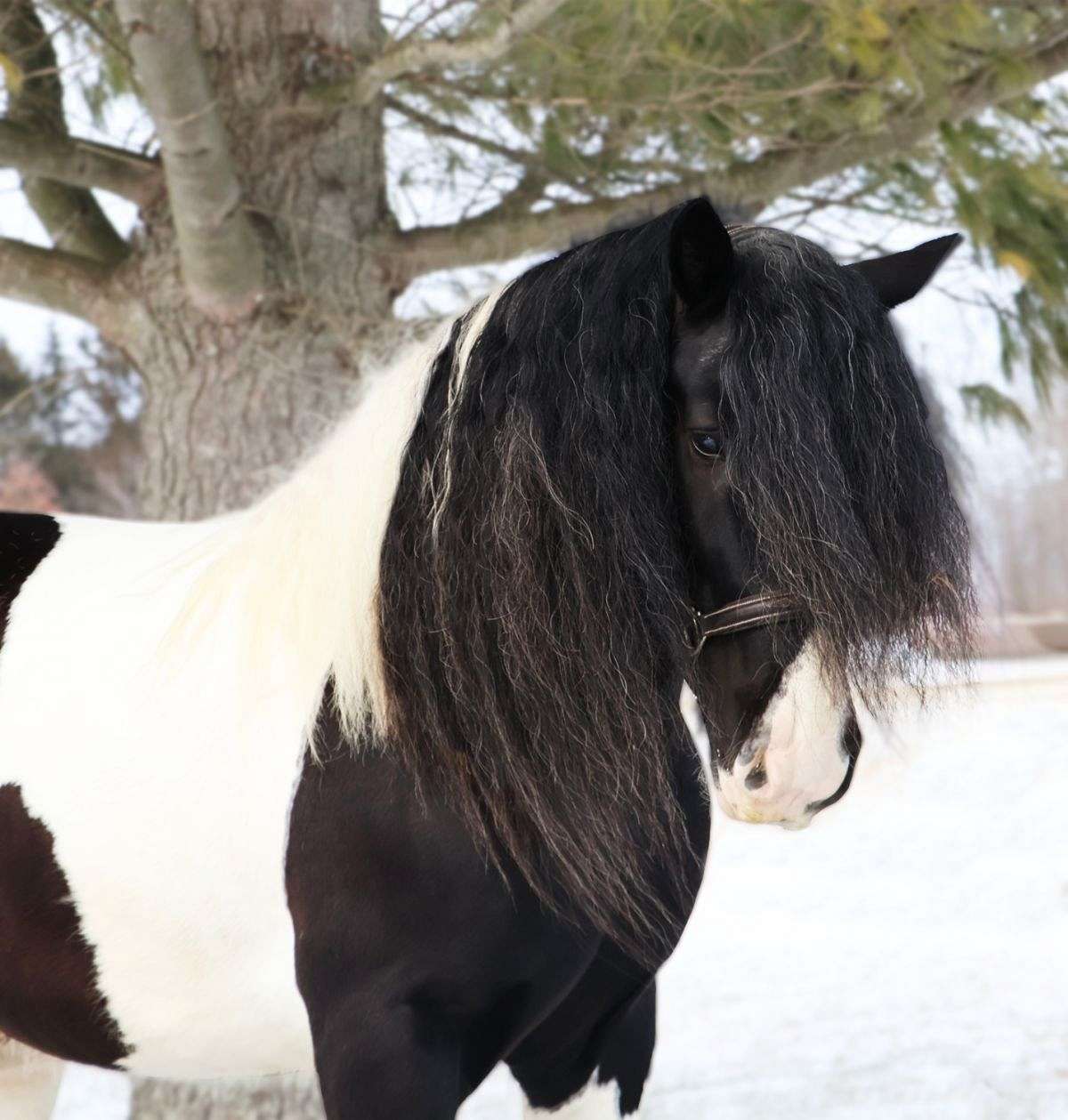 Pudge - Trustworthy All-Around Partner 10 yo Piebald Gypsy Vanner Gelding!