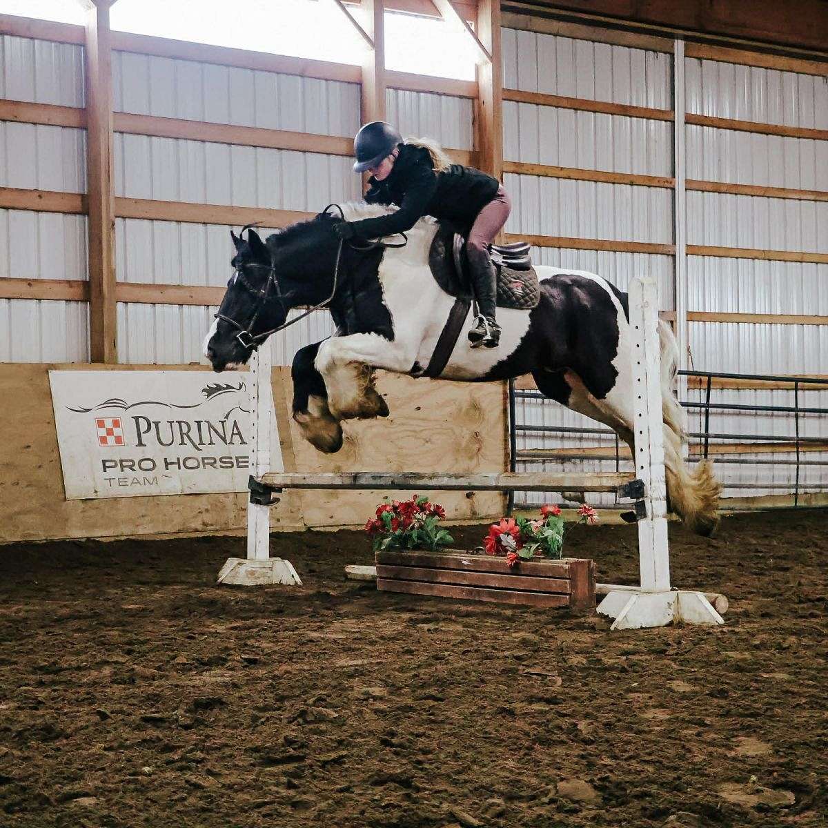 Pudge - Trustworthy All-Around Partner 10 yo Piebald Gypsy Vanner Gelding!