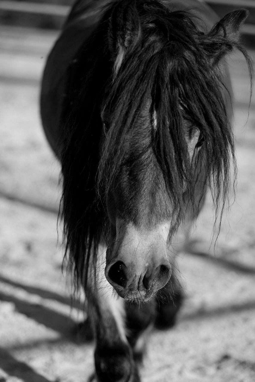 Dakota - Bombproof, Family Horse 5 Yr Old Bay Gypsy Vanner Mare!